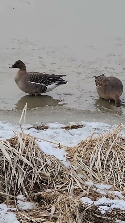 기러기 부부저녁식사중 Youtube