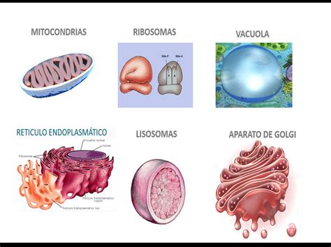 Organelos Celulares
