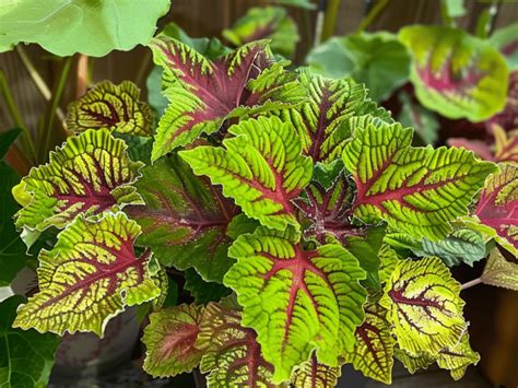 Types Of Coleus Boasting Vibrant Foliage