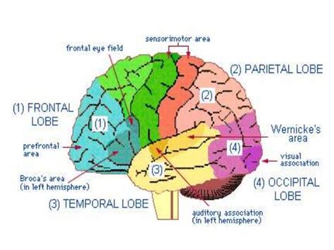 Stroke Cva