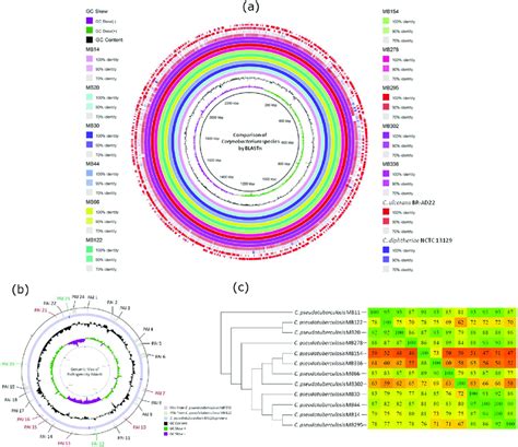 Map Of The Circular Genomes Of C Pseudotuberculosis C Ulcerans And