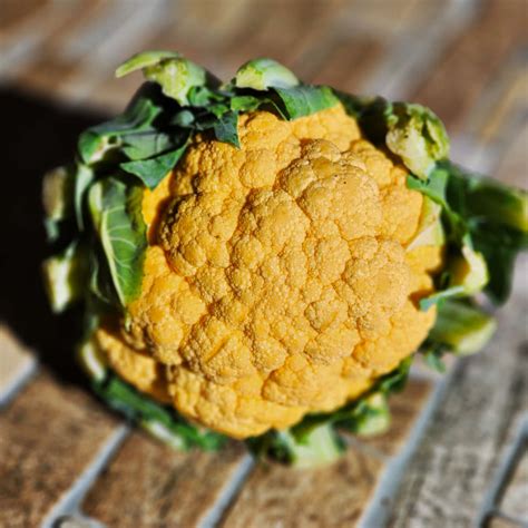 10 Different Types Of Yeast Uses Defined Butter N Thyme