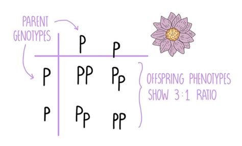 553 Inheritance Of Traits Showing Discontinuous Variation