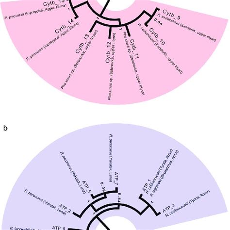 A Results Of Phylogenetic Analyses Bayesian Consensus Tree From Download Scientific Diagram