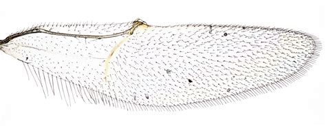 Cynipidae Synergus Bugguide Net