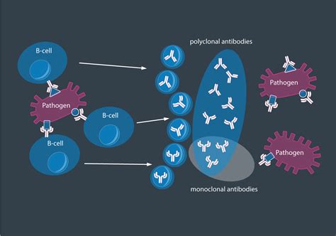 Polyclonal Antibodies In Medical Practice