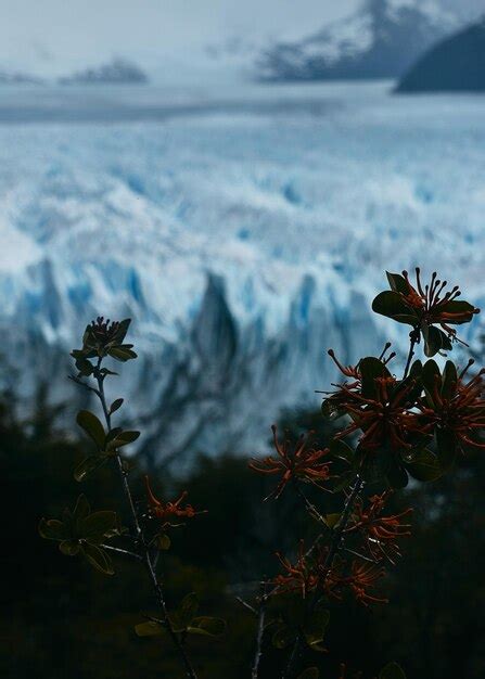 Premium Photo Flower In Glaciar Perito Moreno