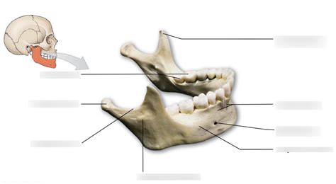 The Mandible Lower Jaw Bone And Bone Markings Diagram Quizlet