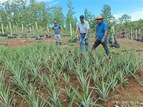 Técnicos Del Mida Visitan Cultivos De Piña Y Pitahaya Ministerio De