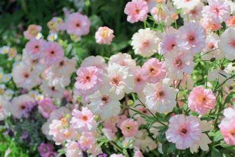 春の庭を可愛く彩る10月に植えたい球根16種 GardenStory ガーデンストーリー