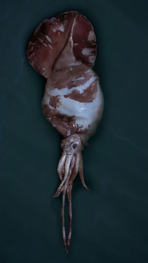 Colossal Squid Filmed In Deep Sea Natural Habitat For The First Time