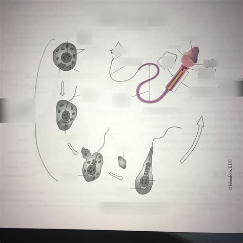 Spermatozoan Diagram Quizlet