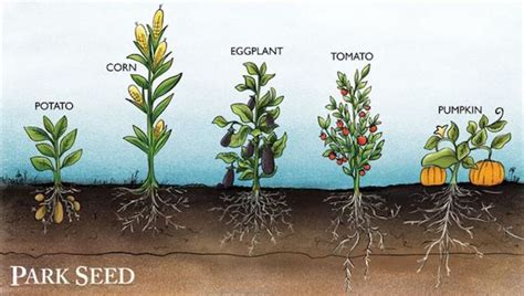 How Deep Do Cucumber Roots Go My Heart Lives Here