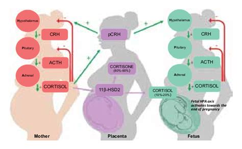 Hpa Axis Dan Cortisol Level During Pregnancy 4 Download Scientific