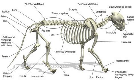 Cat Skeleton A  800×481 Pixels Cat Anatomy Cat Skeleton Skeleton