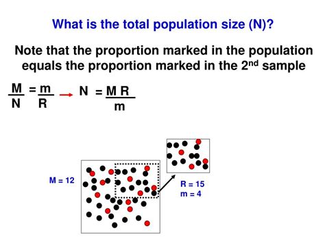 Ppt Mark Recapture Powerpoint Presentation Free Download Id 3949601