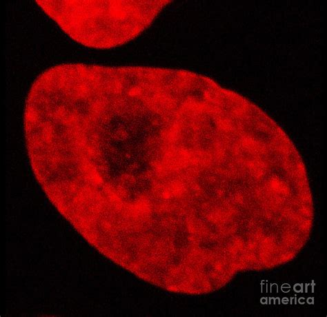Cell Nucleus In Interphase Photograph By Dr Matthew Daniels Science