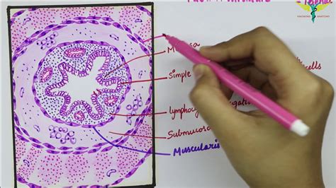 Appendix Histology
