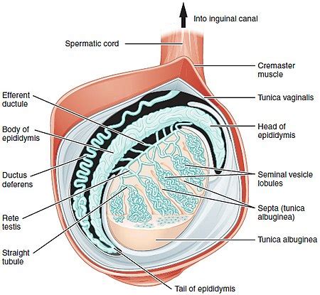 Testicle Wikipedia