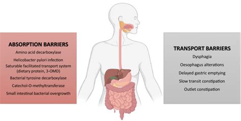 Gastrointestinal Barriers To Levodopa Transport And Absorption In