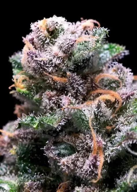 Tropical Cooler Seeds By Atlas Seed Growdiaries