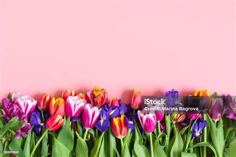 꽃 구성 파스텔 핑크 배경에 다채로운 봄 꽃테두리 발렌타인 데이 어머니의 날 여성의 날 개념 공간 상단 보기 플랫 레이를