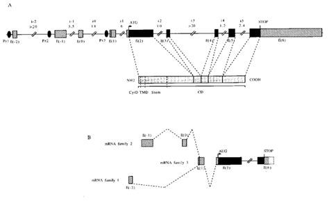 Genomic Organization Of The Bovine St6gal I Gene A Schematic Gene