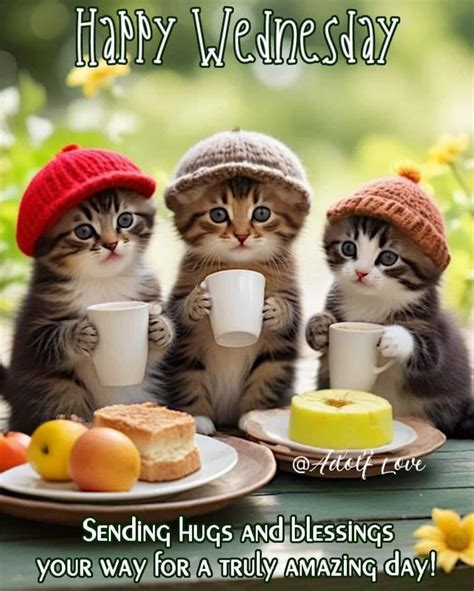Wednesday Cat Images