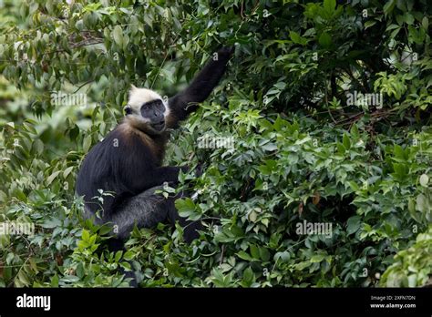 Cat Ba Langur Trachypithecus Poliocephalus Ha Long Bay Unesco World