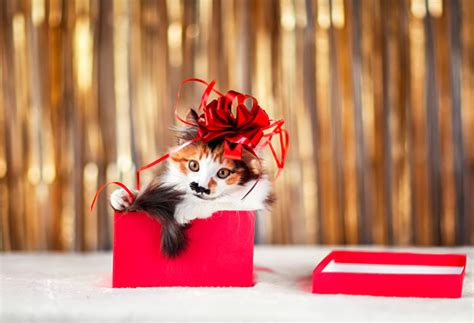 축제 반짝이는 배경에 활과 빨간 선물 상자에서 엿보는 귀여운 작은 가축에 대한 스톡 사진 및 기타 이미지 가축 고양이 새끼 고양잇과 Istock