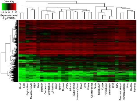 Hierarchical Clustering Of The Mouse Tissues Using The Expression Download Scientific Diagram