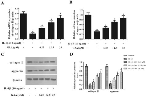 Gaa Increased Collagen Ii And Aggrecan Levels In Il 1β Stimulated Human