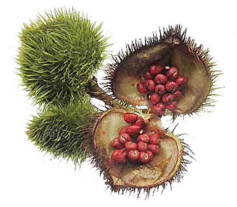 Atsuete Achuete Biva Orillana Linon Lipstick Plant Annatto