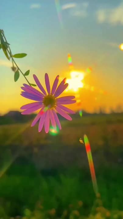 [video] amina rahman on linkedin good morning 🌅