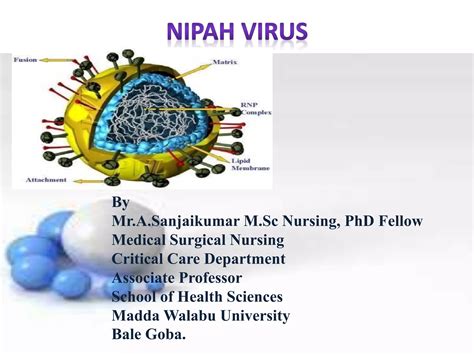 Nipah Virus Disease Condition And Awarness Ppt Ppt