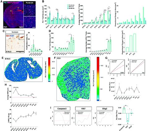 The Spatiotemporal Dynamics Of Microglia Throughout Development A Download Scientific Diagram