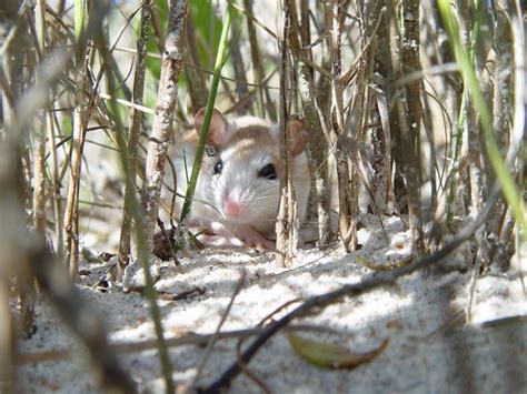 Anastasia Island Beach Mouse Florida State Parks