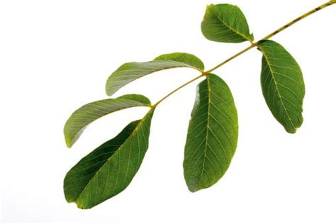Compound Leaf