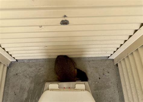 Possum Sleeping In A Public Toilet At Nugget Point Today Rnewzealand