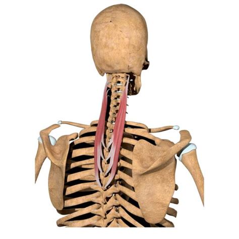 Splenius Cervicis Anatomy Origin Insertion Action Innervation The Wellness Digest