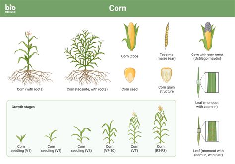 Icon Pack Corn Biorender Science Templates