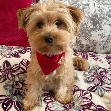 Cute Morkie Haircuts