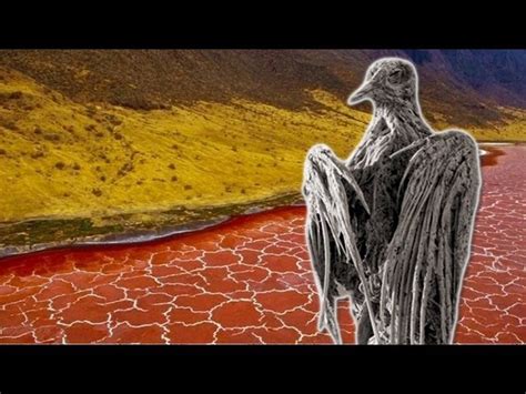 Lake Natron Endangered Animals Explore Lake Natron Tanzania Safaris