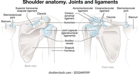 Shoulder Bone Structure Diagram