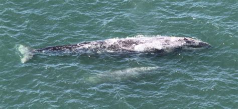 How To See The Gray Whale Migration And Help Save A Life The Marine Mammal Center