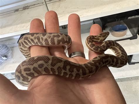 Stimson Yearling — Great Southern Reptiles