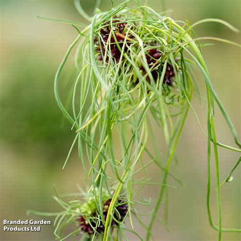 Buy Allium Hair Organic Gardening Catalogue