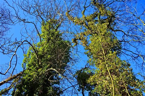 Tree Trunk Branch Free Photo On Pixabay