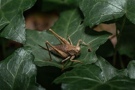 30000 Free Grasshopper Character And Grasshopper Images Pixabay
