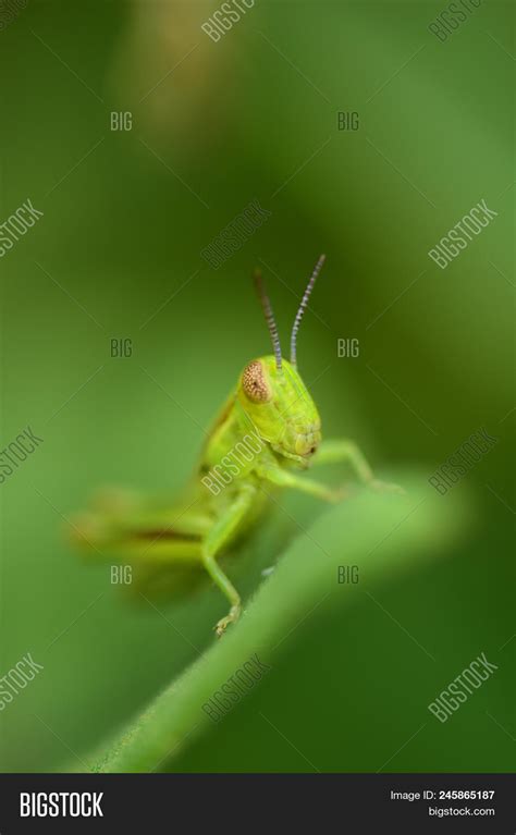 Tiny Green Grasshopper Image And Photo Free Trial Bigstock